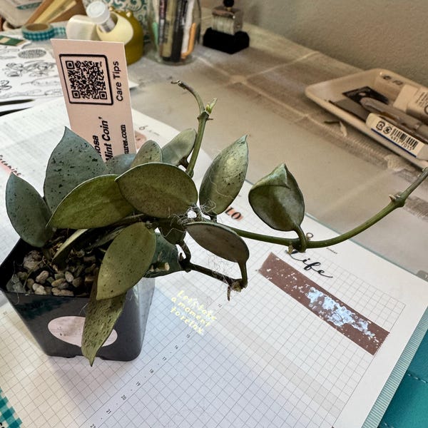 Hoya Lacunosa 'tricolor Bruno' | 2-inch | Exact Plant | Free Live ...