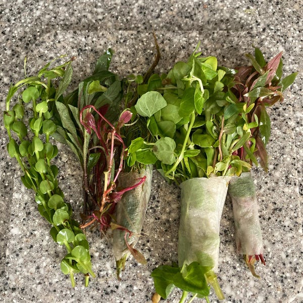 Fully RED Plants With Pogostemon Helferi Downoi, Bundle ...