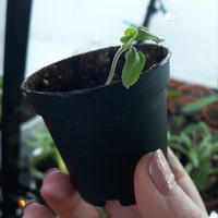 Egg Tree Seeds - Etsy Canada