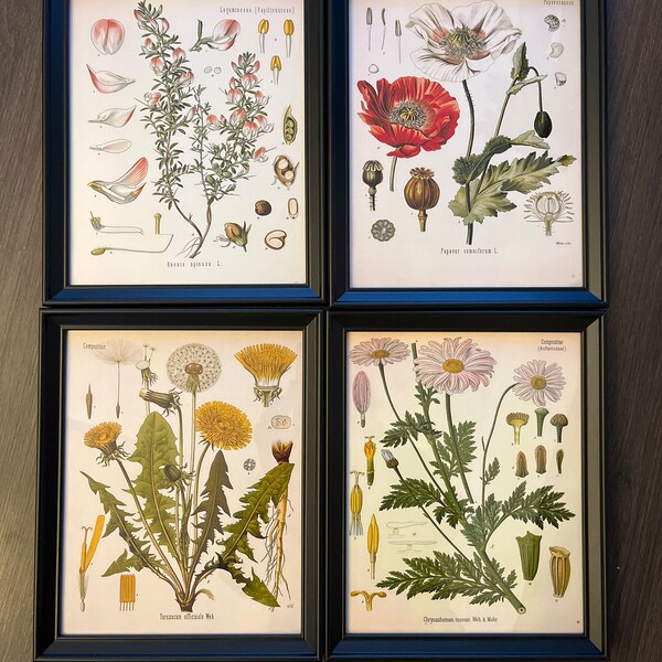 Botanical Print Botanical Poster Set of 6 Flowers, Botanical Prints ...