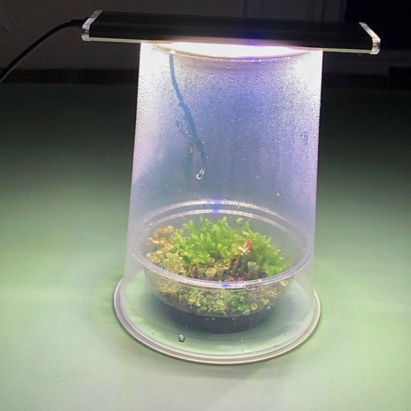 Pixie Cup Lichen. Live Pixie Cup Lichen Specimens for Terrarium, Moss ...
