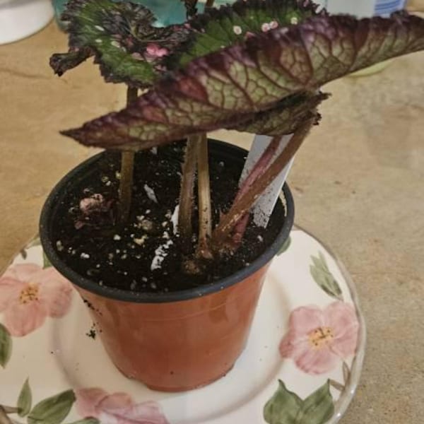 Jurassic™ Rex Begonia 'watermelon' - Etsy