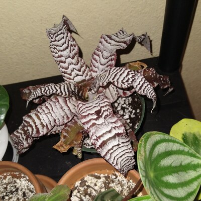 BROMELIAD LIVE Cryptanthus absolute Zero Potted - Etsy