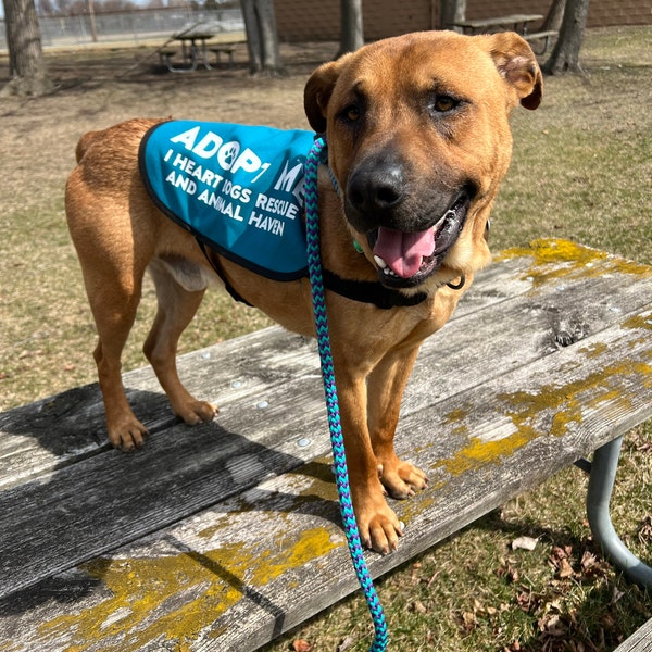 Adopt Me Dog Jacket Vest With GROUP NAME or WEBSITE - Etsy