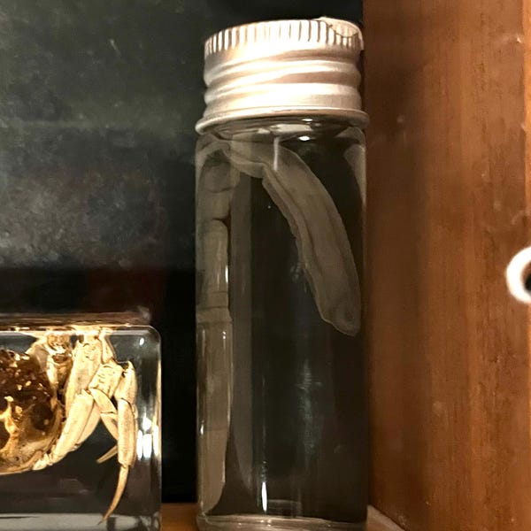 Mini Insect Wet Specimen Curiosity Jars | Assorted Bug Apothecary ...