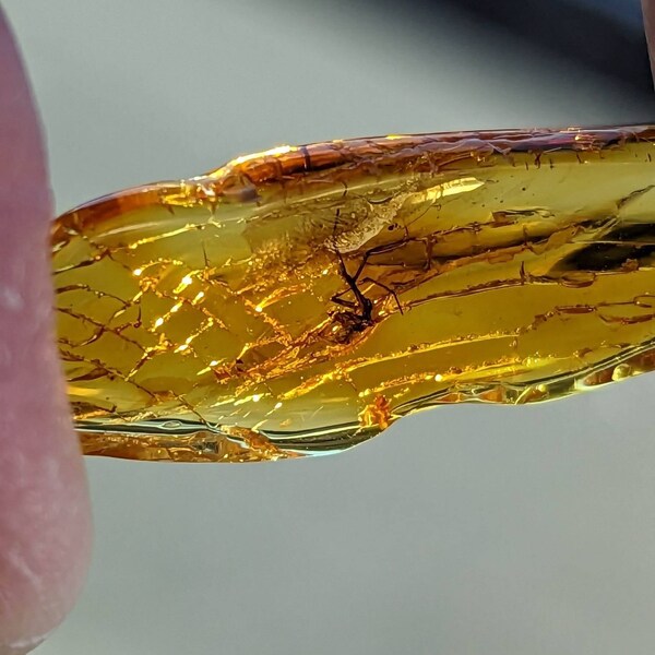GENUINE Fossil Insect Inclusion in Burmese Amber Kit - Includes ...