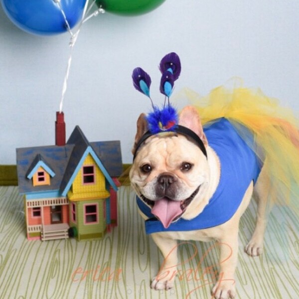 KEVIN the SNIPE From UP | Purple Peacock, Yellow, Orange Feather | Bird ...