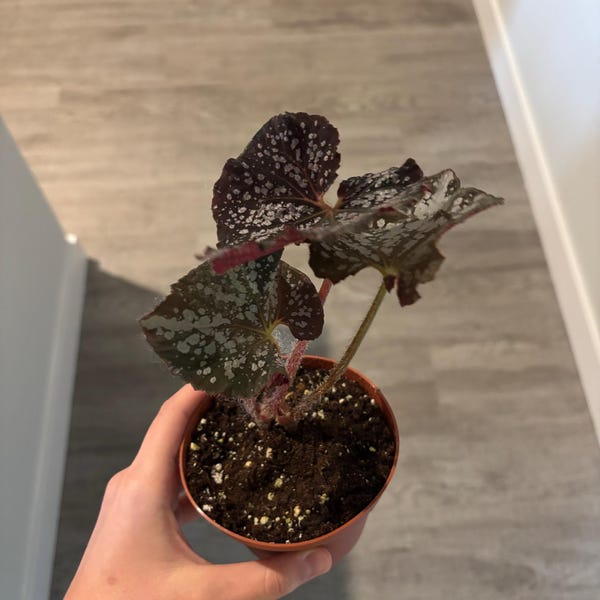 Rex Begonia Blue Iridescent ‘island Magic’ Silver Variegated Live House ...