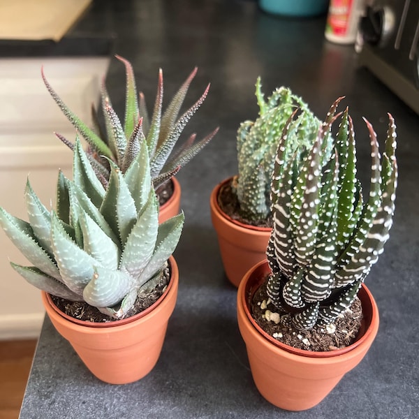 Haworthia and Gasteria Set Four Mini Succulent Plant - Etsy