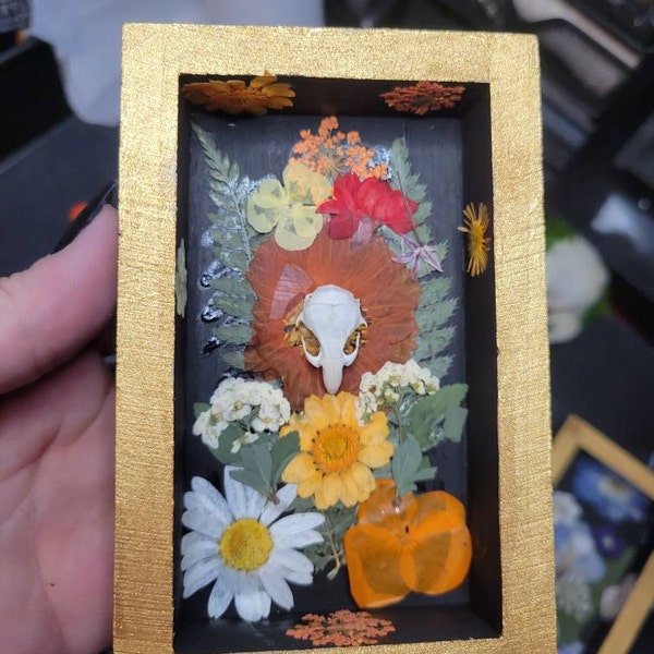 Groundhog Woodchuck Bones Full Skeletons Juvenile Adult Sold by Type ...