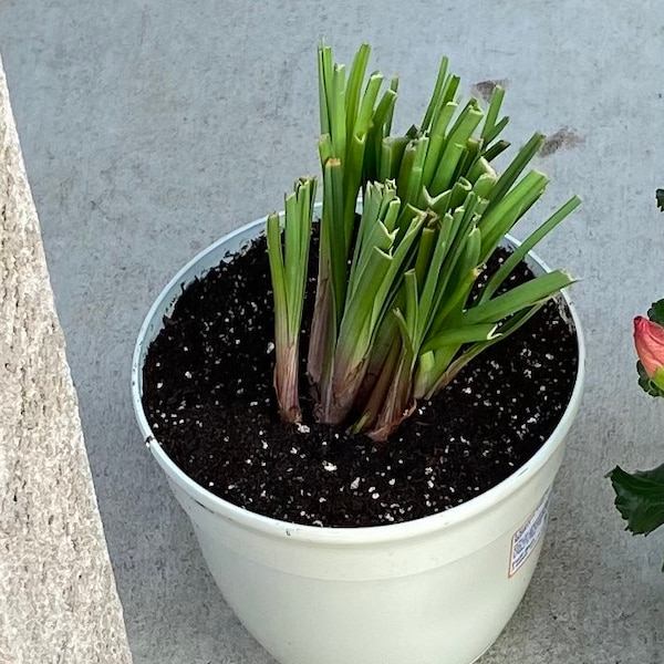 2 Red Hot Poker Live Perennial. Stunning Colors. Attracts Butterflies ...