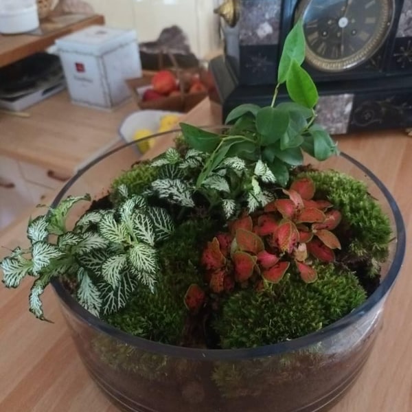 Plant Terrarium Kit • Palm • 3 Terrarium Plants • Closed Terrarium ...