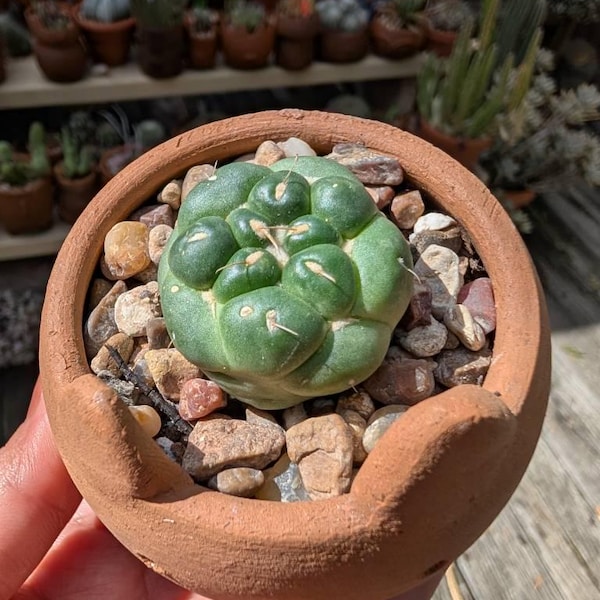 Rare Cactus - Coryphantha Elephantidens Cv. Inermis Offset (1”), Live ...