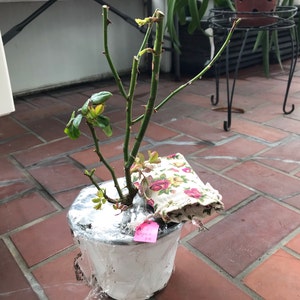 Rare New Rose. Red Juicy Terrazza. 红果汁flower Machine. Continue Blooming ...