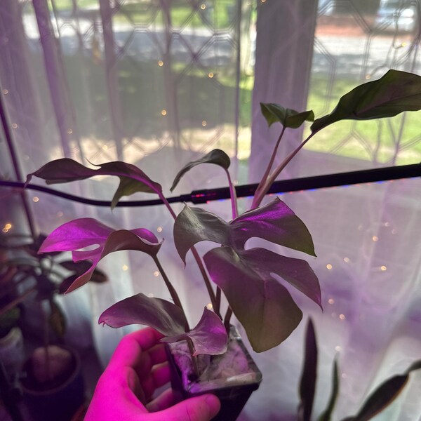 Rare Monstera Minima | Rhaphidophora Tetrasperma | Mini Monstera ...