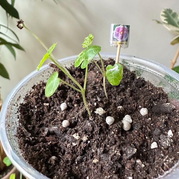 15+ Seeds| Black Halfeti Perennial Flowers Rose Seeds - Rosa ...