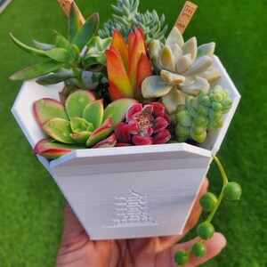 Large Twisted Flower Pot for Plants of All Kinds pastel | Etsy