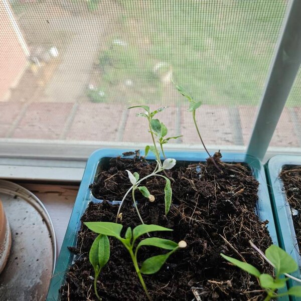 Cayenne Mix Pepper Seeds - Etsy