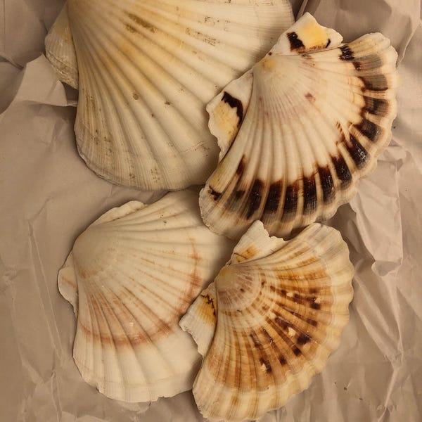 Natural Scallop Shells | Cleaned & Ready for Use | Available in Medium ...