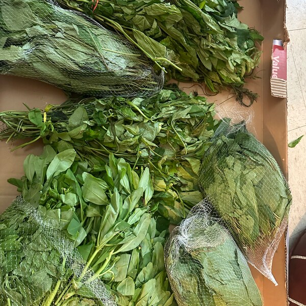Green SEEDS african Spinach, Efo Tete, Callaloo, Amaranthus Hybridus ...