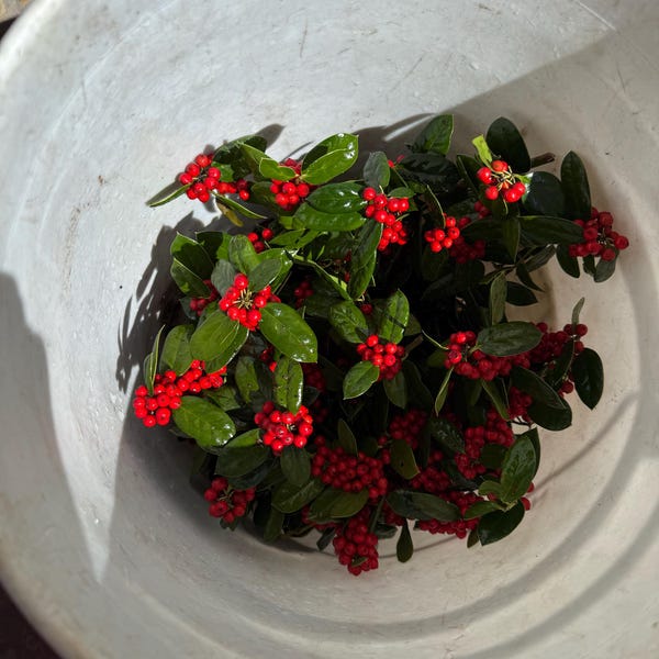 Fresh Holly With Berries 7-8 Sprigs Plus Extras Depending on Room in ...