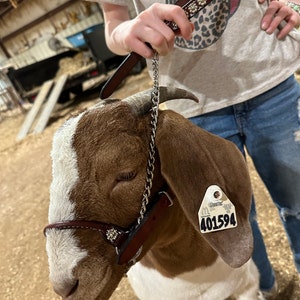 Best Custom Goat Show Leads - Etsy