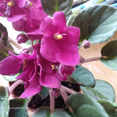 4pot of ZZ Plant Zamioculcas Zamiifolia Zee Zee Plant - Etsy