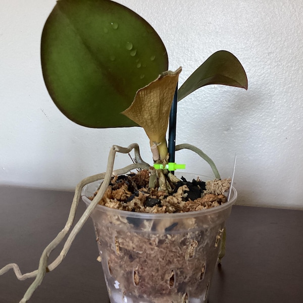 Awarded "cotton Candy" Phal. Cheng-de Beauty 'sakura' AM/AOS , Handsome Plant in 4" Pot With 25 ...