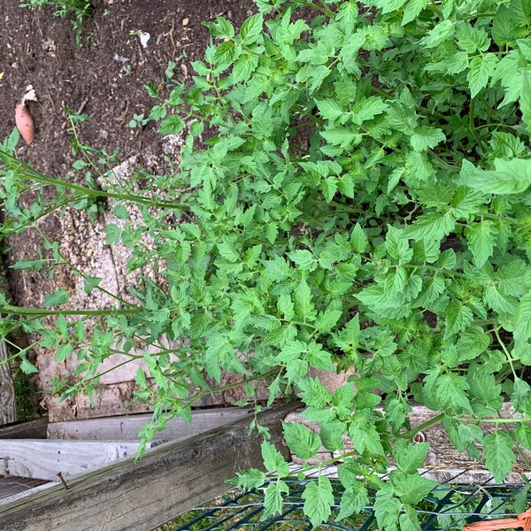 50 Mouse Melon, Cucamelon Seed, Tiny Melon, Tiny Fruit to Grow ...