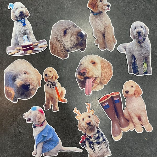 Custom Pet Magnets | Cute Animal Magnets | Decorative Magnets | Dog Cat ...