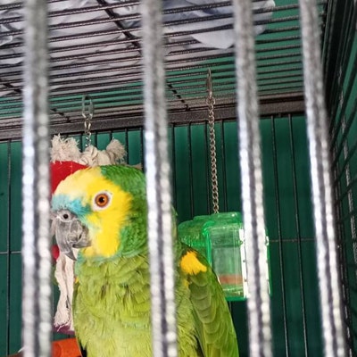 Schnauzer Car Sticker , Dog Car Decal, Schnauzer Decal, Car Decoration ...