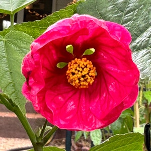 Geffner Atemoya 1 Plant 2 to 3 Feet Tall Ship in 3gal Pot - Etsy