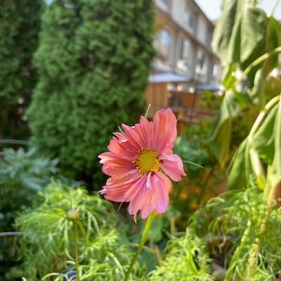 20 Double Click Bicolor Pink Cosmos Flower Seeds / Flower Seeds ...