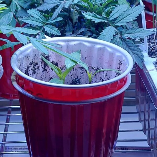 Scent Leaf (efinrin, Nchanwu, Daidoya) - Etsy Canada