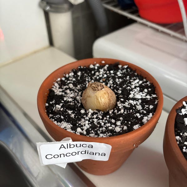 Rare Succulents Albuca Concordiana, Ornithogalum Concodianum - Etsy