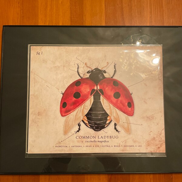 Common Ladybug Illustration - Vintage, Modern, Antique, Scientific ...