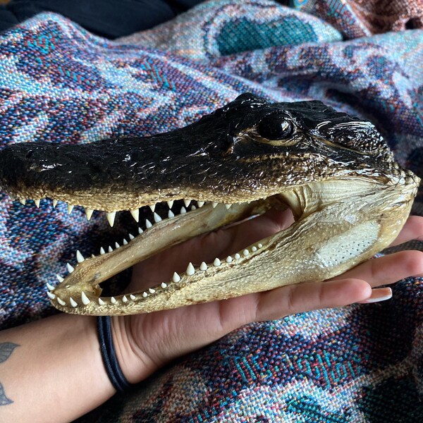 Five Alligator Heads From Genuine Louisiana Gator Taxidermy - Etsy