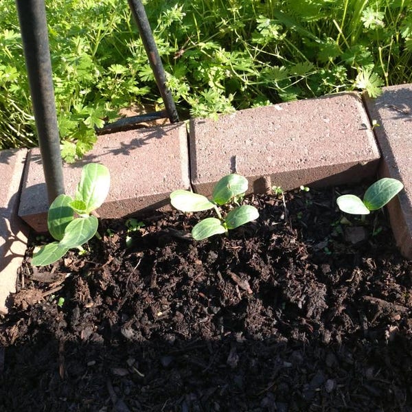 Firecracker Chili Pepper Seeds, Edible Ornamental Pepper, Heirloom Hot ...