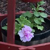 MPB3 Geranium Seeds Maverick Quicksilver 15 Film Coated Seeds - Etsy