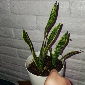 Wando Shelling Pea Seeds 25 Grams Pisum Sativum - Etsy