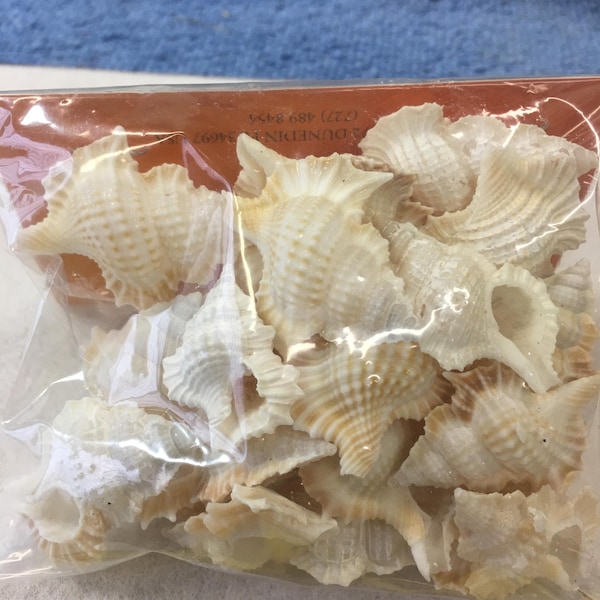 One 1 Irish Flat Scallop Shell Seashell 34 Crafts Beach Cottage ...