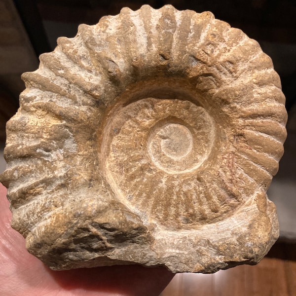 Large Raw Ammonite Fossil – 250 Million Year Old Cephalopod. 3-5” - Etsy