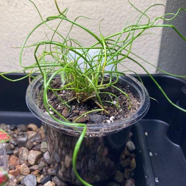 Cereus Forbesii Spiralis Twisted Cactus 4 Plant Pot - Etsy