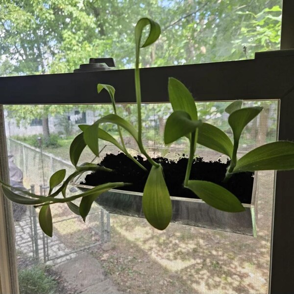 Suction Cup Window Planter - Long Triangular Window Box Style - 8" Long ...