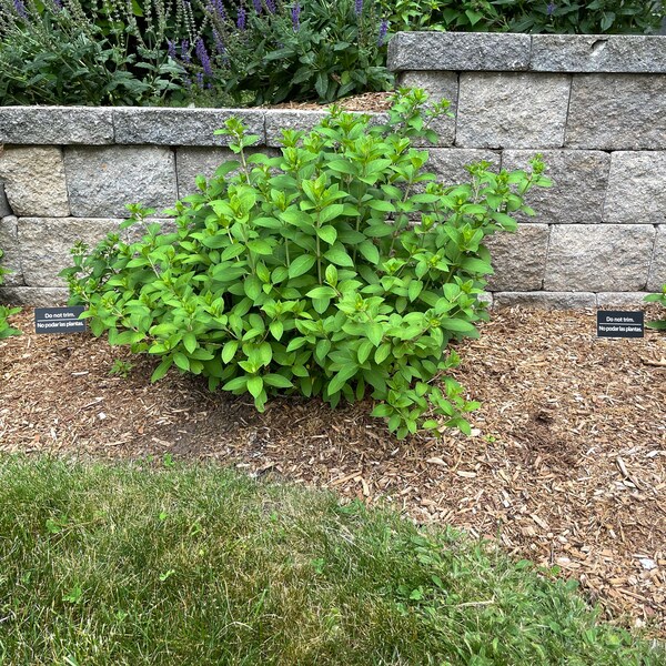 Garden Marker, Do Not Trim Acrylic Sign, Bilingual Plant Signs, Garden Gifts - Etsy