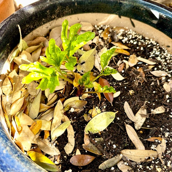 Mini Mighty Mouse Perennial Hosta. Super Cute. Starter Perennial Loves ...