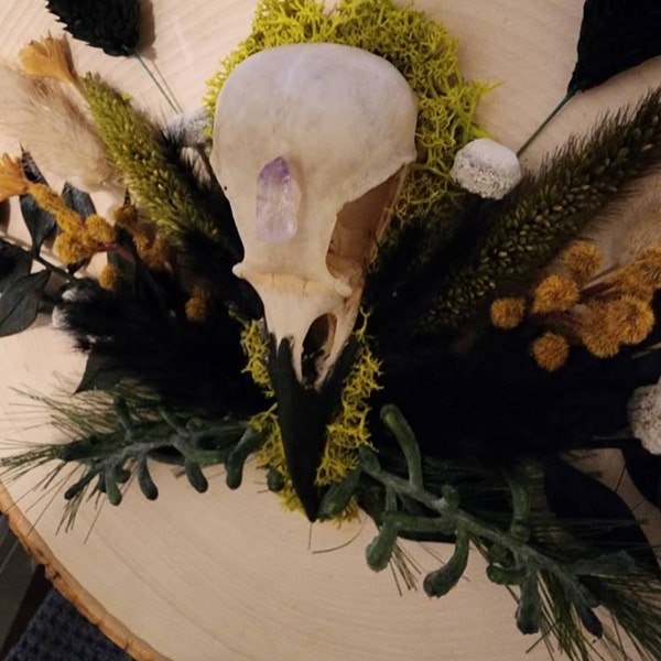 Crow Skull Real Natural Rook Skull Raven Corvid Taxidermy Gothic Curo ...