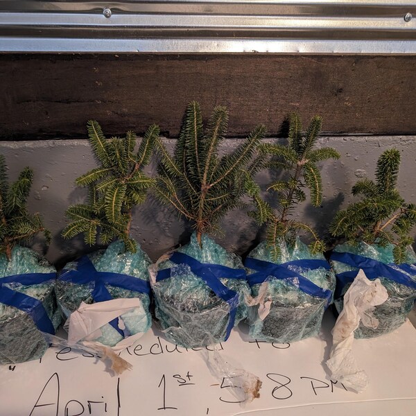 Weeping Corkscrew Willow Sapling in Nursery Pot. Live Rooted Salix ...