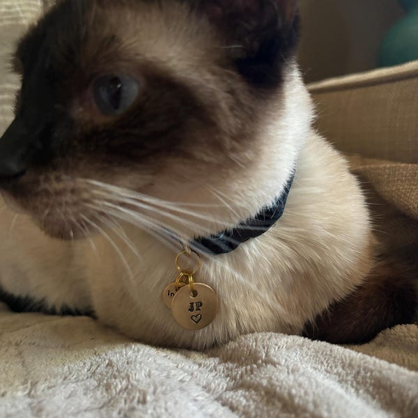 Cat Tag, Cat ID Tag, Small Pet Tag, Cat Name Tag, Microchipped Tag ...