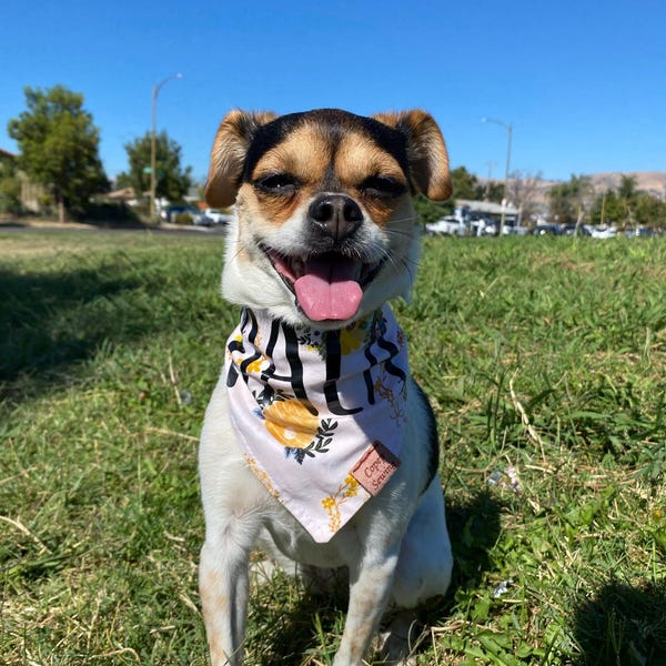 Concha Dog Squeaky Toy, Concha Toy, Mexican Sweet Bread Toy ...